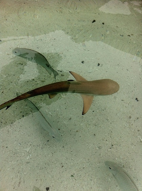 10+ Free Baby Shark & Shark Images - Pixabay