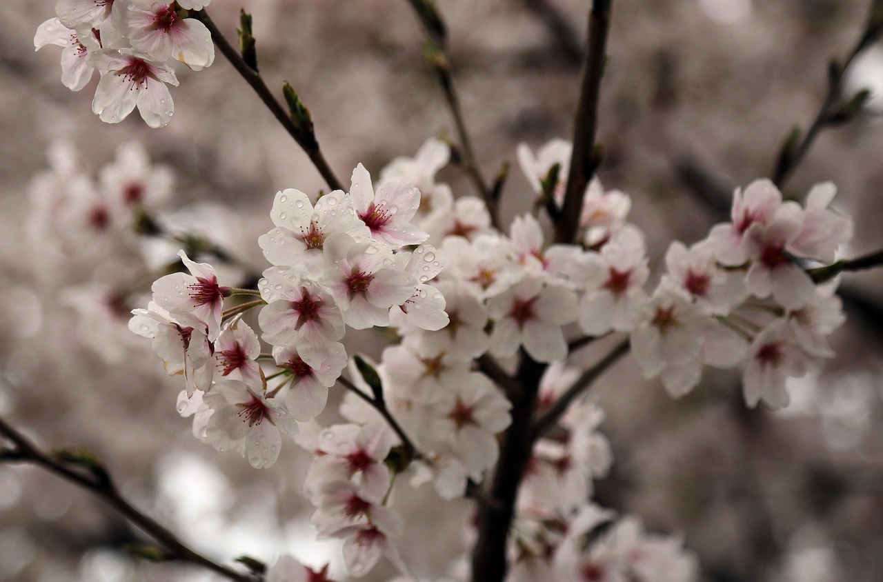 Cherry Blossom Sakura Spring - Free photo on Pixabay
