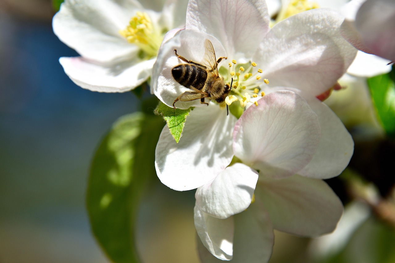 Apple Tree Blossom Bee Insect - Free photo on Pixabay