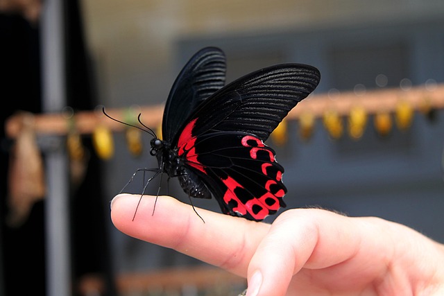 超过 20 张关于“Mariposa Doradas”和“Mariposa”的免费图片 - Pixabay