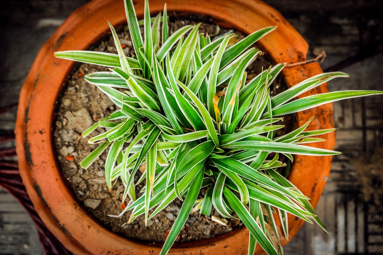 Plant Tree Green - Free photo on Pixabay - Pixabay
