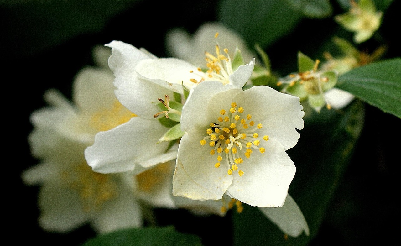 Bunga Melati Alam - Foto gratis di Pixabay - Pixabay