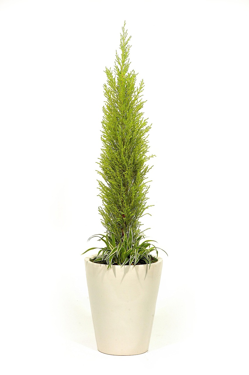 Atmosphere Potted Plant - Free photo on Pixabay