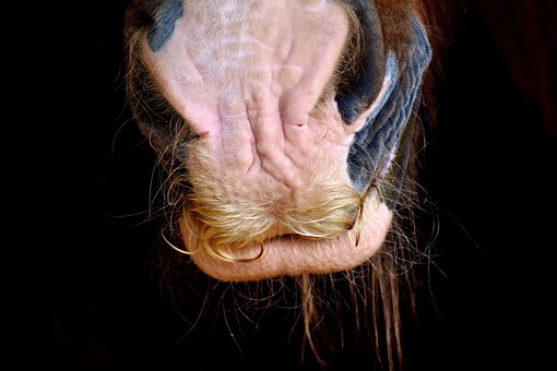 60+ Free Horse Snout & Horse Photos - Pixabay