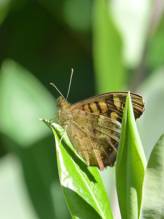 Butterfly Pararge Aegeria Bruna - Free photo on Pixabay - Pixabay