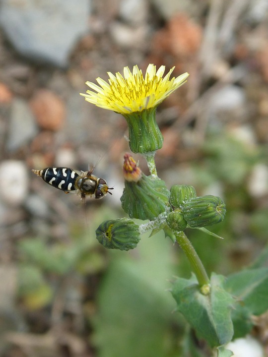 Flower Syrphid Fly - Free photo on Pixabay - Pixabay