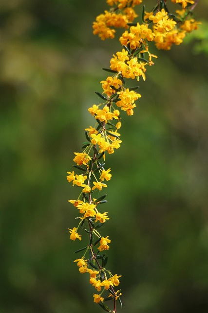 Berberis Flor Amarela Arbusto - Foto gratuita no Pixabay - Pixabay
