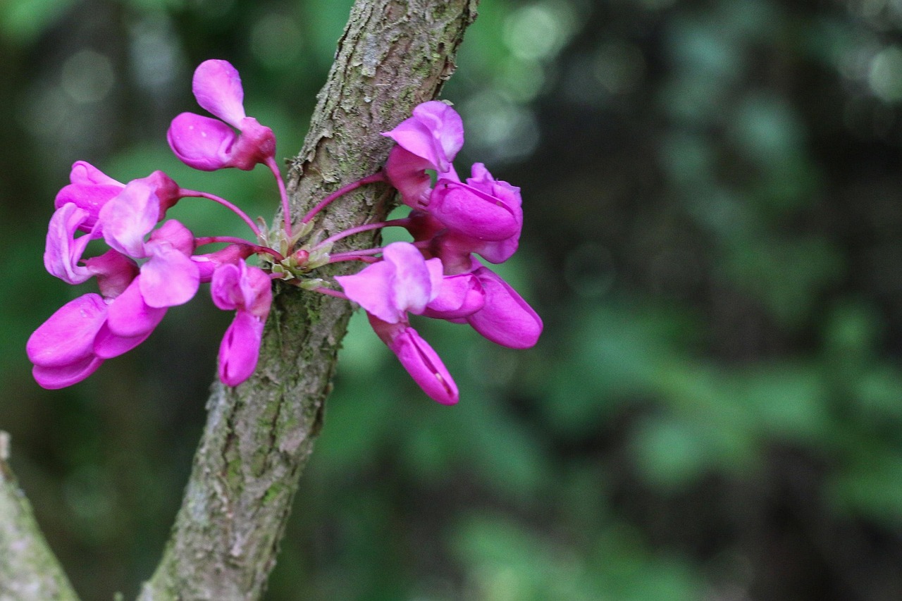 Judaea Tree Pink Flowers Cercis - Free photo on Pixabay - Pixabay