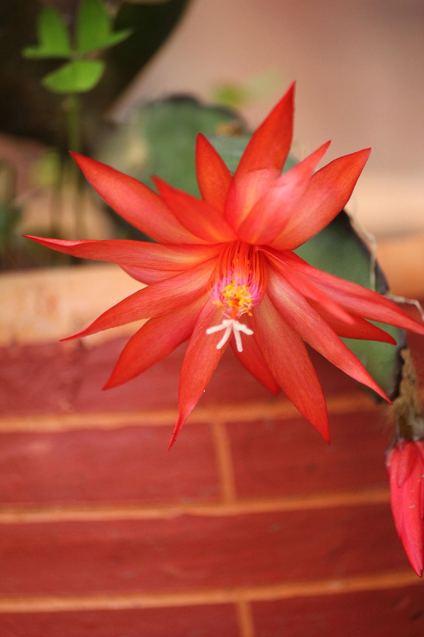 Cactus Flores Florecer - Foto gratis en Pixabay - Pixabay