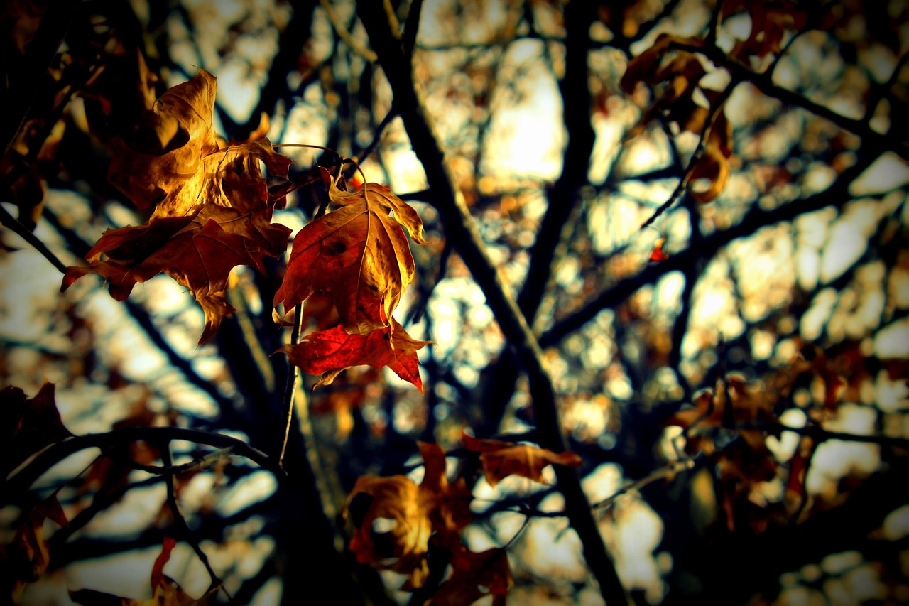 Feuilles Tombe D'Automne - Photo gratuite sur Pixabay - Pixabay