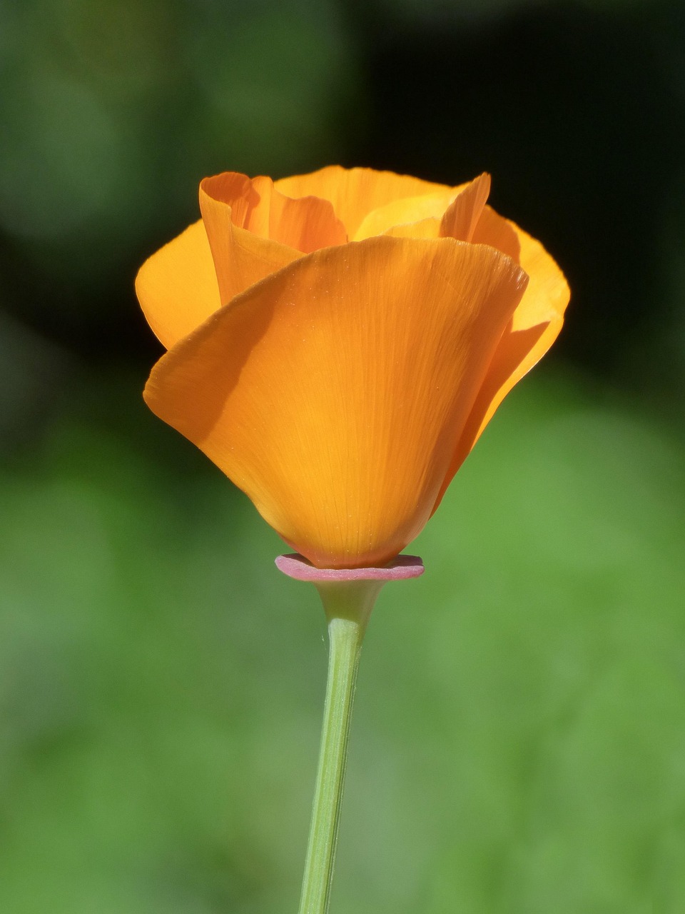 9,000+ Free California Poppy & Nature Images - Pixabay