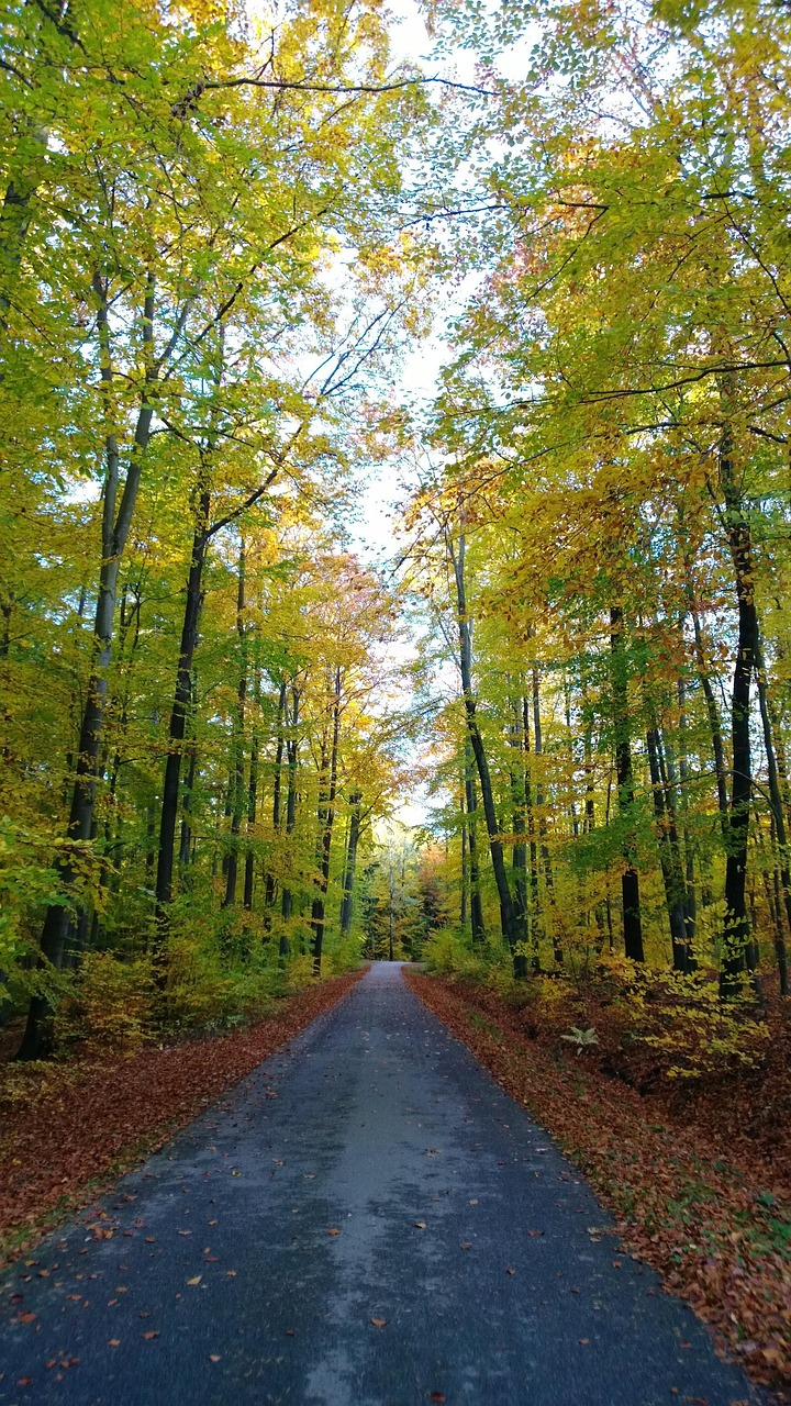 Tombe Paysage Forêt - Photo gratuite sur Pixabay - Pixabay