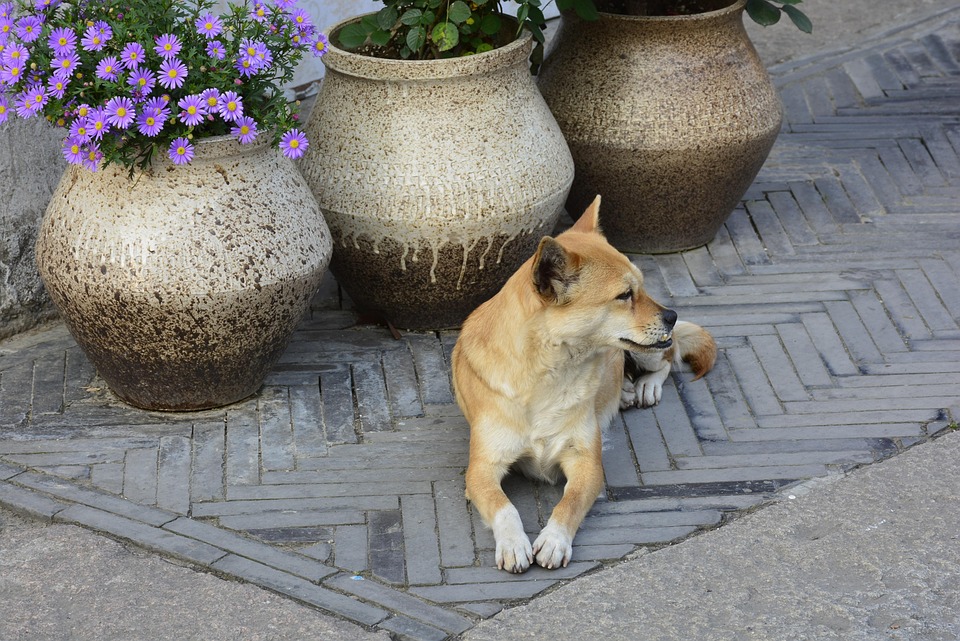 Animal Perro Armonioso - Foto gratis en Pixabay - Pixabay