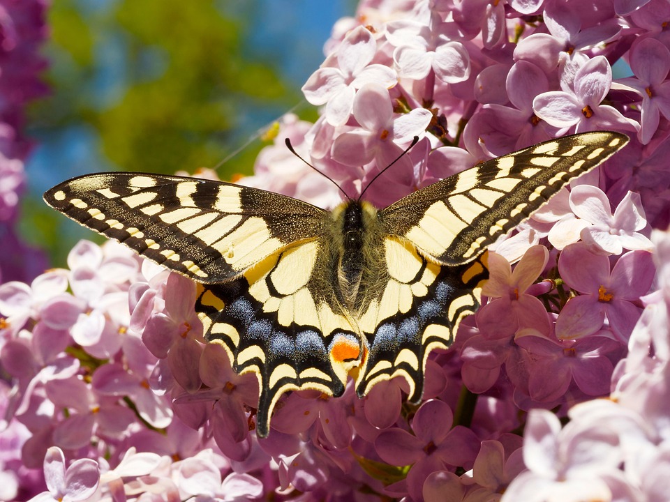 Swallowtail Giant - Free photo on Pixabay - Pixabay