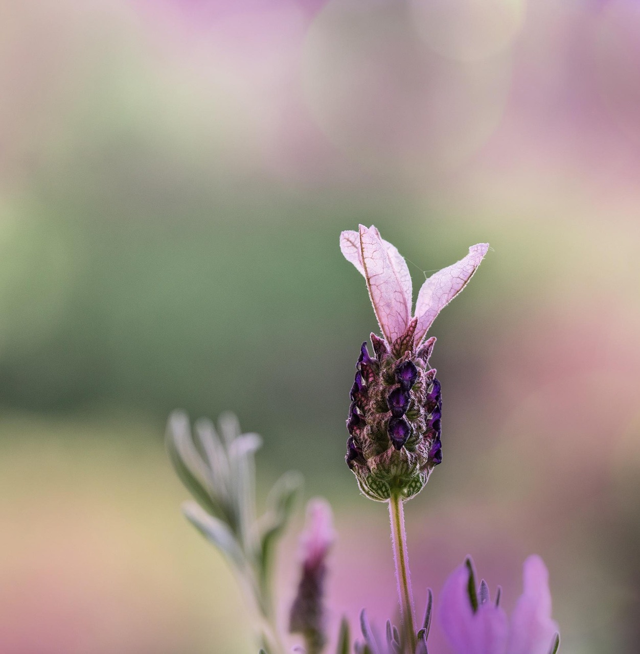 Lavender Purple Flowers - Free photo on Pixabay
