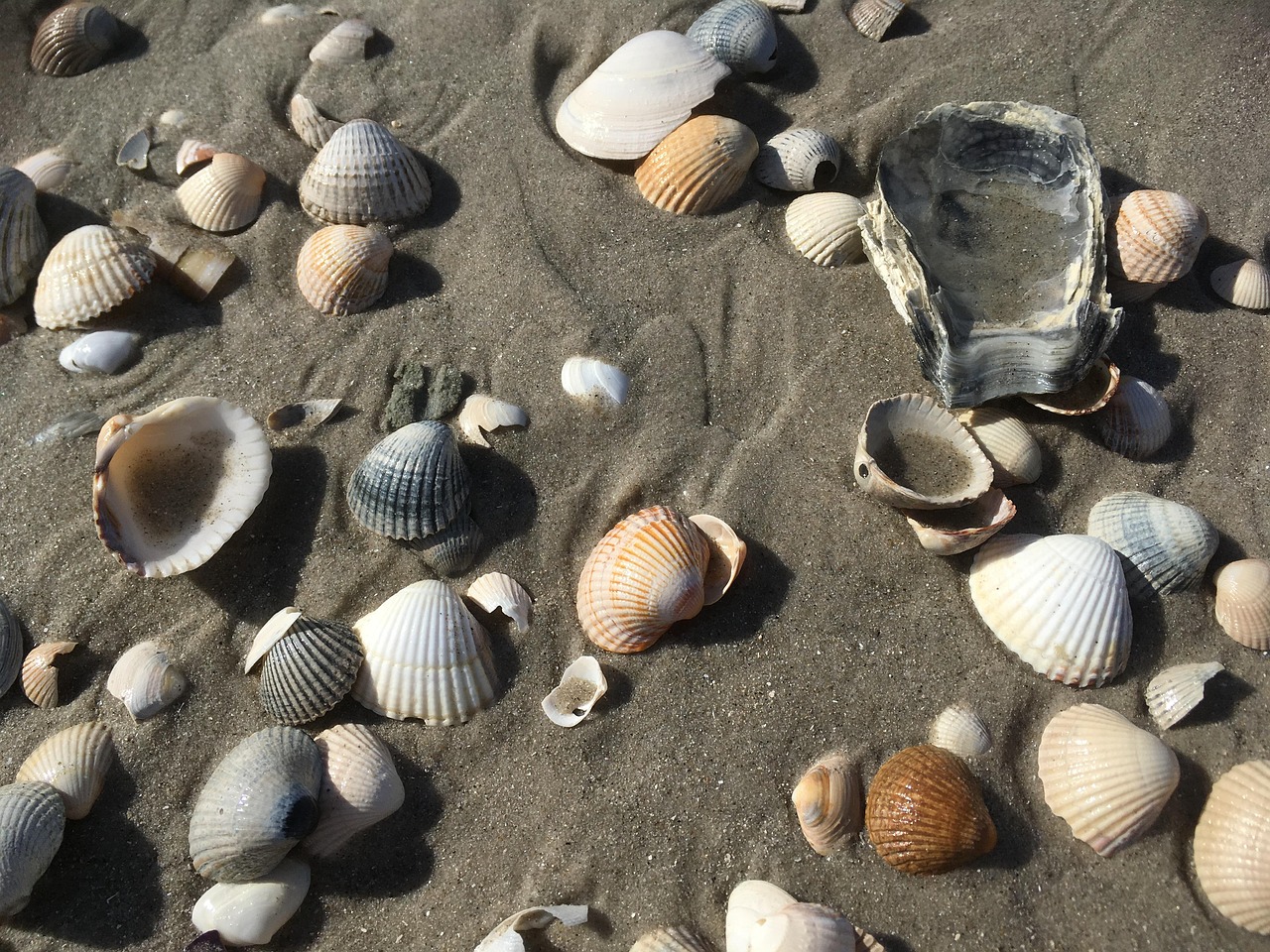 North Sea Beach Sand - Free photo on Pixabay