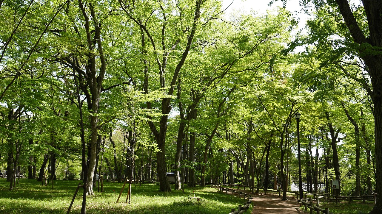 Verde Bosque - Foto gratis en Pixabay - Pixabay