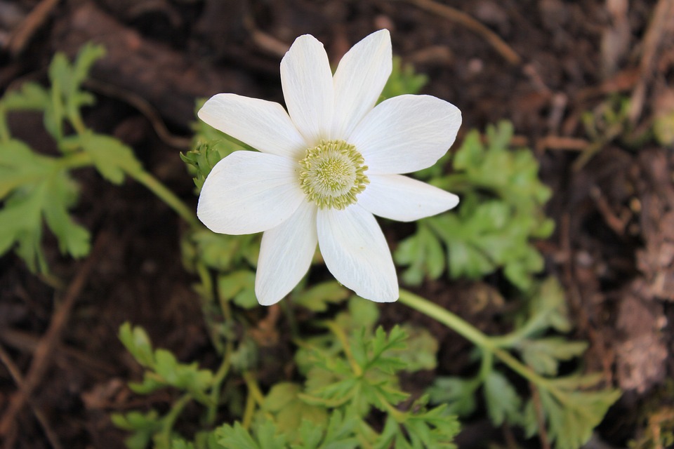 Anemone Flower White - Free photo on Pixabay - Pixabay