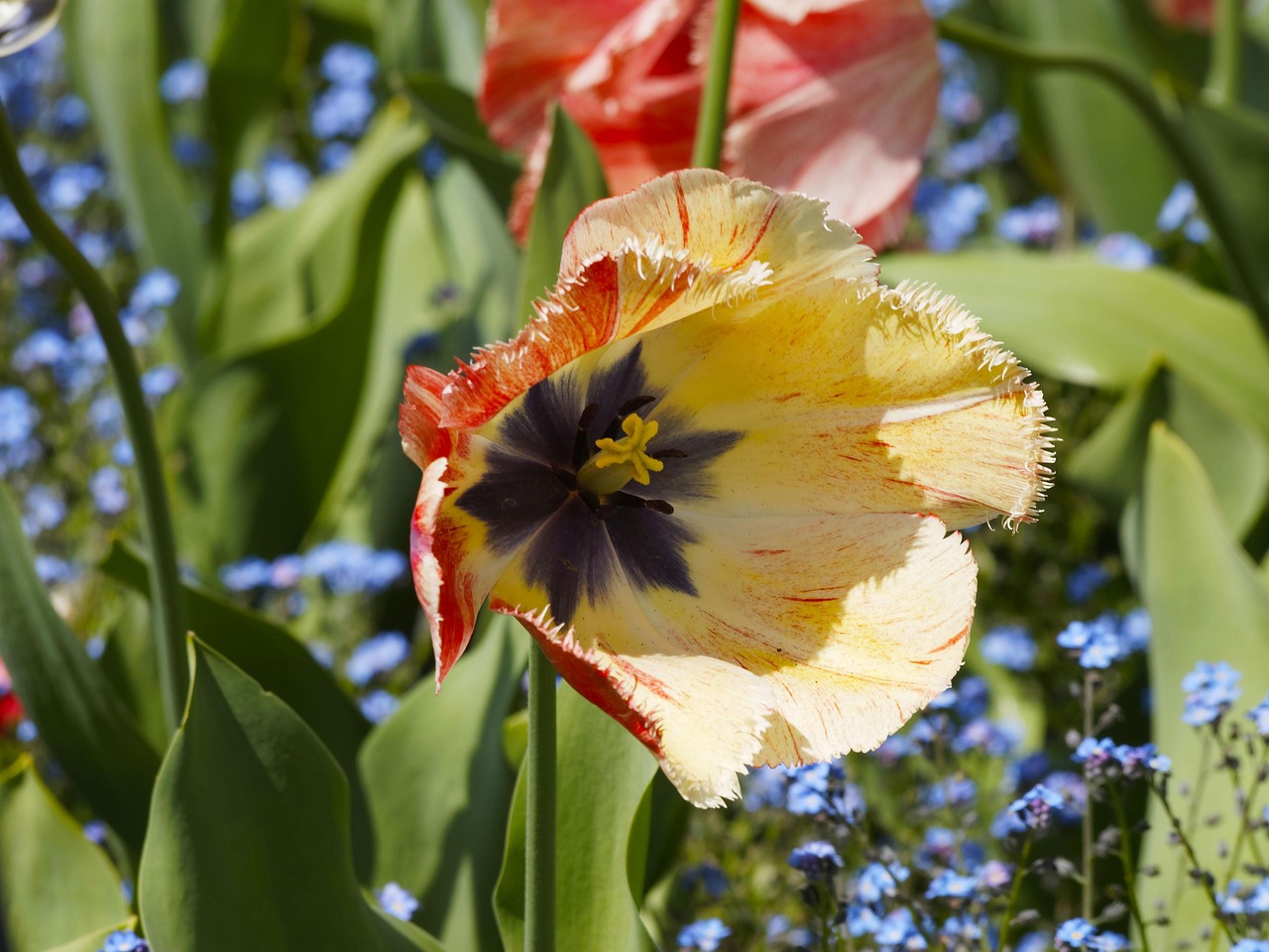 Tulipanes Tulip Flecos Flores - Foto gratis en Pixabay - Pixabay