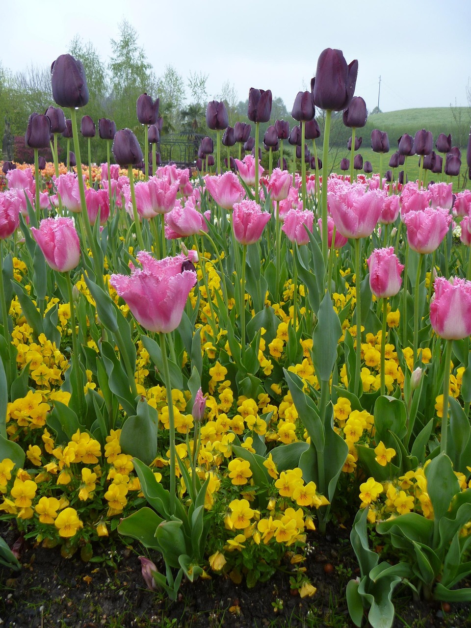 Tulipe Fleur Printemps - Photo gratuite sur Pixabay - Pixabay