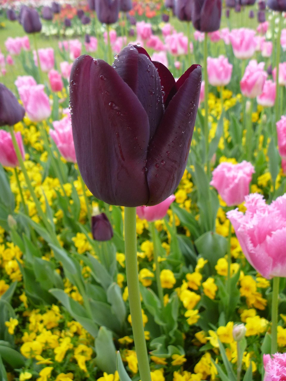 Tulipa Flor Primavera - Foto gratuita no Pixabay - Pixabay