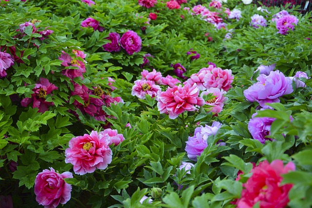 Peony Bunga Setelah Hujan - Foto gratis di Pixabay - Pixabay