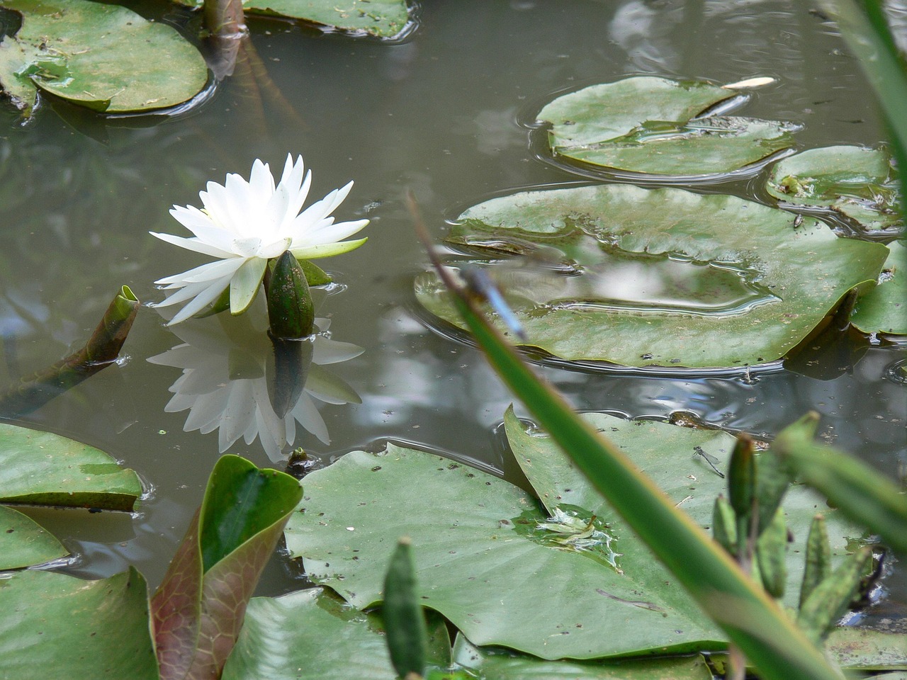 Lótus Branca Planta Anão Lily - Foto gratuita no Pixabay - Pixabay