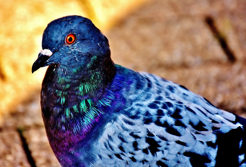 Taube Vogel Tier - Kostenloses Foto auf Pixabay - Pixabay