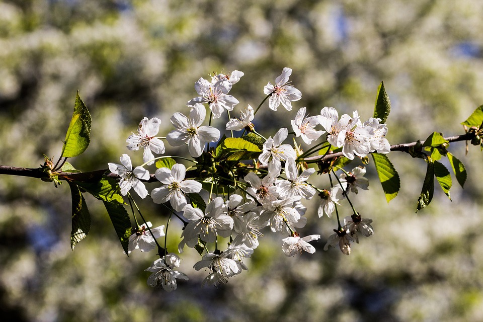 Flores Primavera Árvore Plena - Foto gratuita no Pixabay - Pixabay
