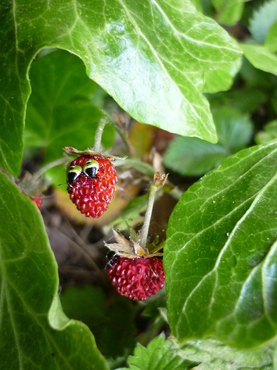 10+ Free Funny Strawberry & Strawberry Images - Pixabay