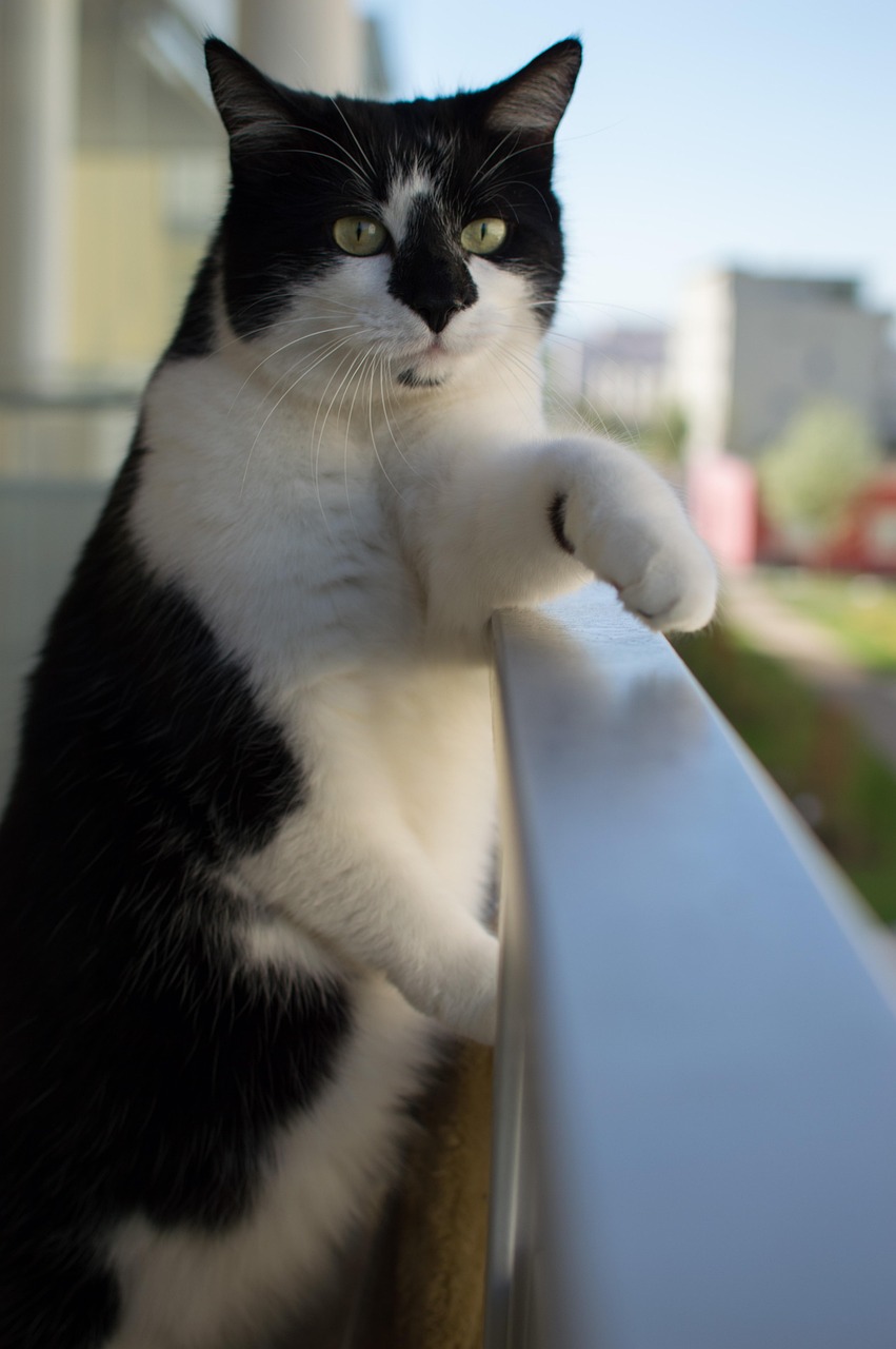 Katt Katten Fotografering Dyr Gratis Foto P Pixabay Pixabay