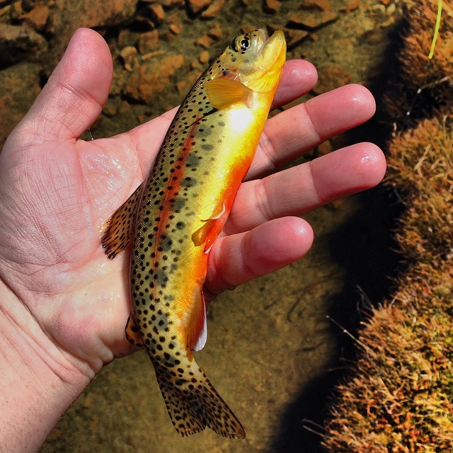 Fishing Outdoors Fly-Fishing - Free photo on Pixabay
