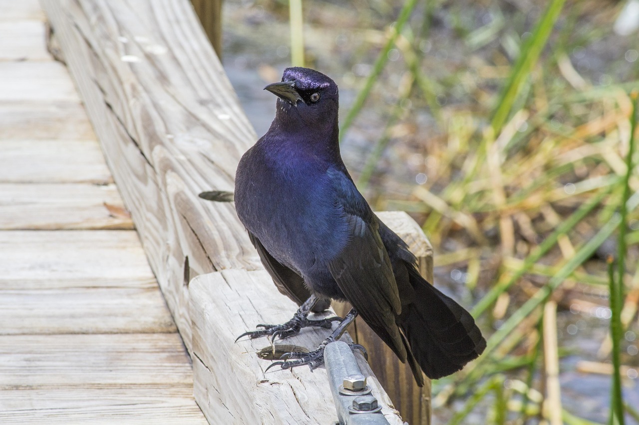 Starling Florida Bird - Free photo on Pixabay - Pixabay