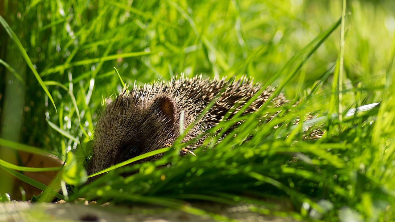 Hedgehog Garden Nature Wild - Free photo on Pixabay