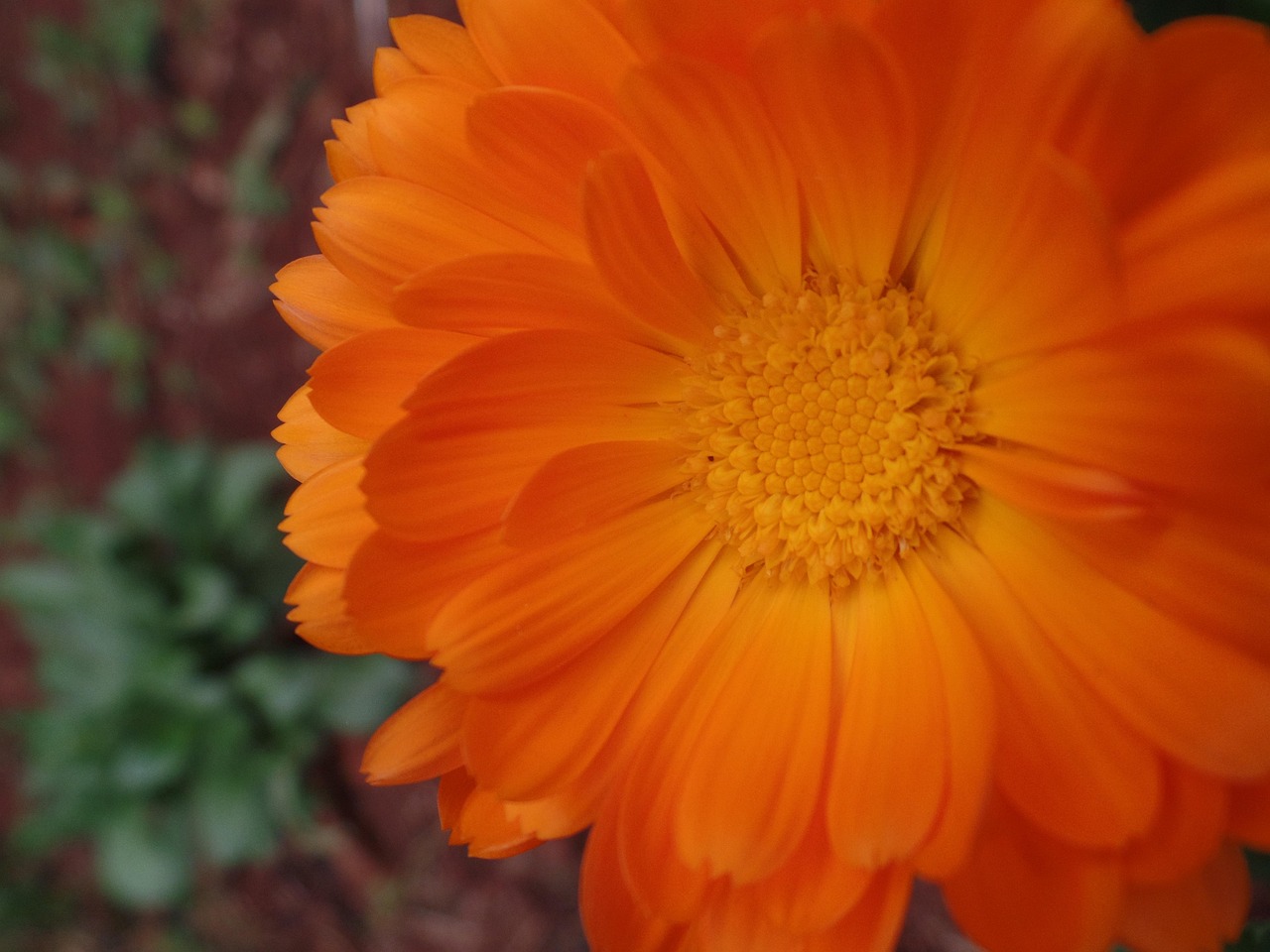 Naturaleza Flor Belleza - Foto gratis en Pixabay
