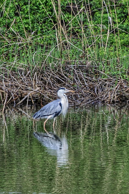 Animal Ave Silvestre Aves - Foto gratis en Pixabay - Pixabay
