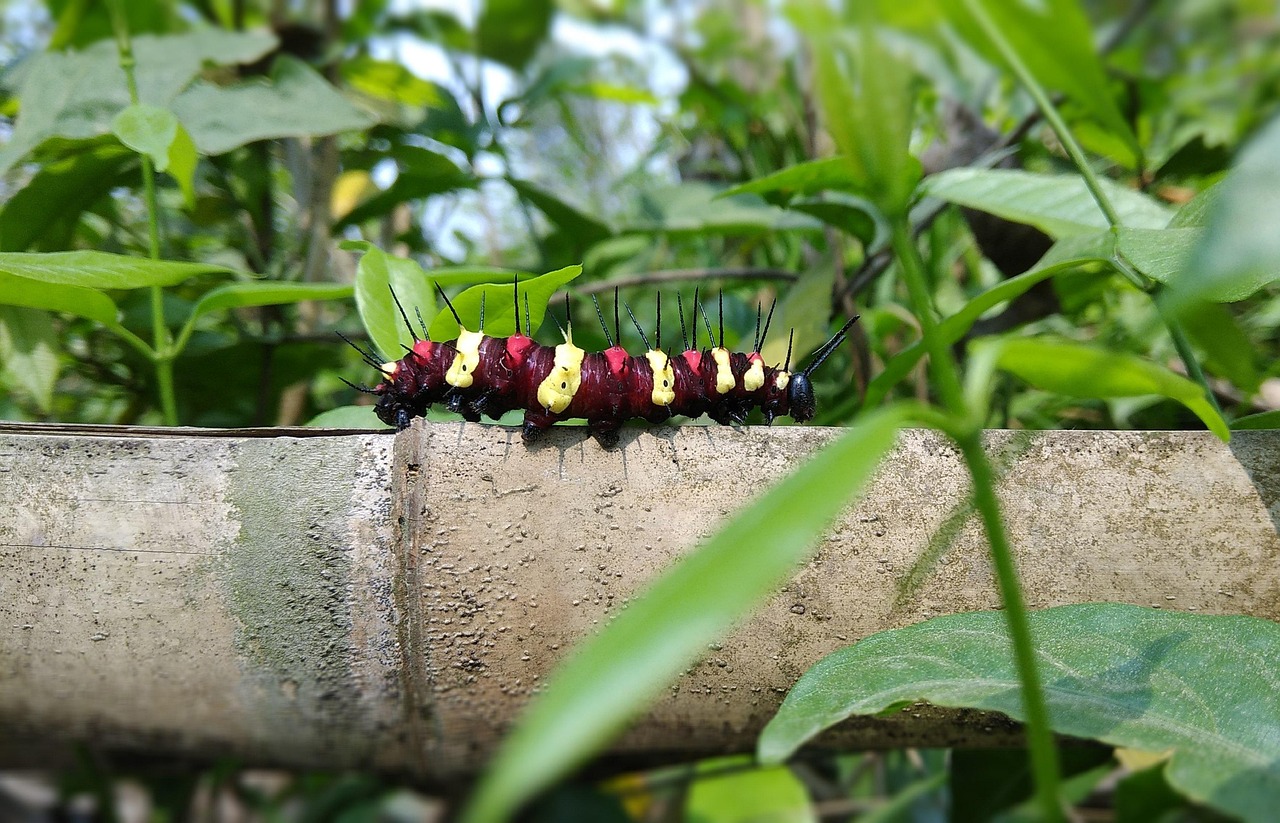 Caterpillar Nature Insect - Free photo on Pixabay - Pixabay