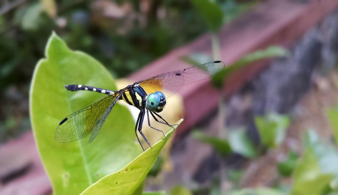 Dragonfly Anisoptera Insect - Free photo on Pixabay