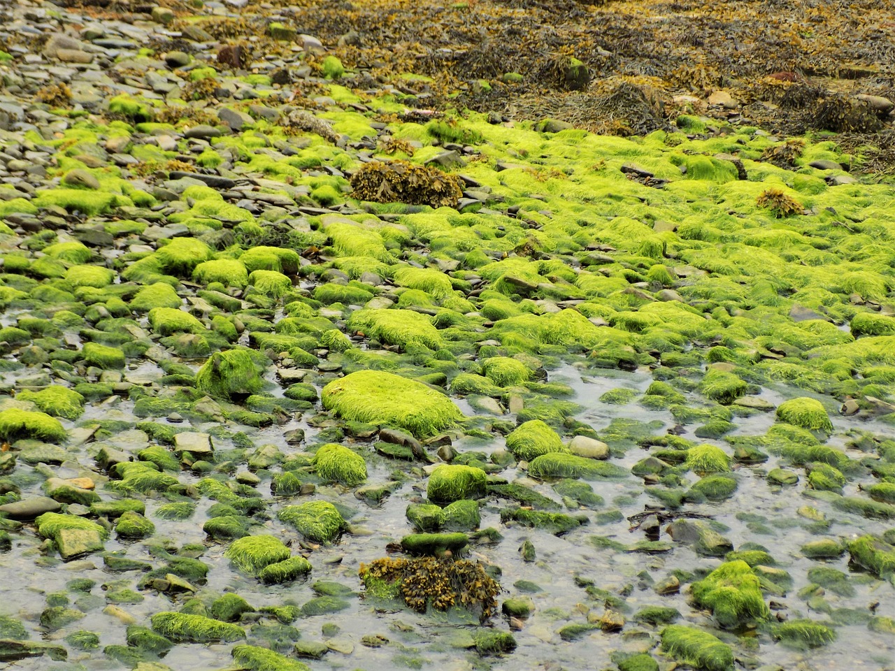 Seaweed Harbour Marine - Free photo on Pixabay - Pixabay