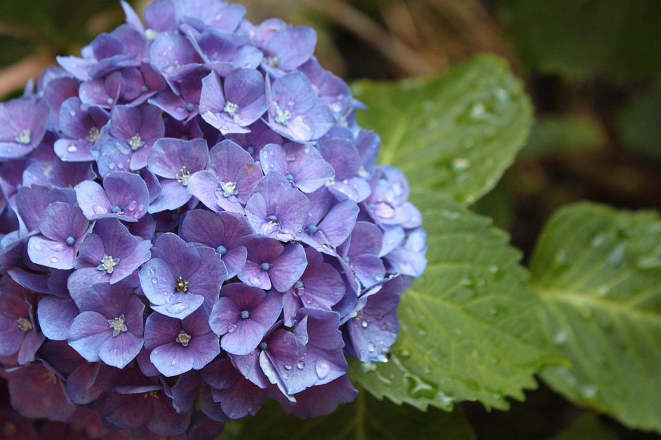 Blume Hortensie Sommer - Kostenloses Foto auf Pixabay - Pixabay