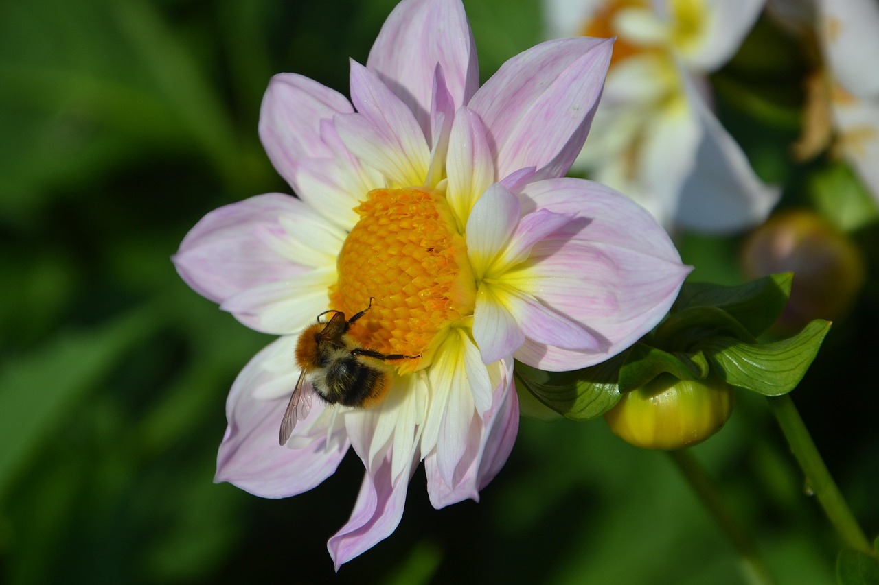 Dahlia Fall Blossom - Free photo on Pixabay - Pixabay