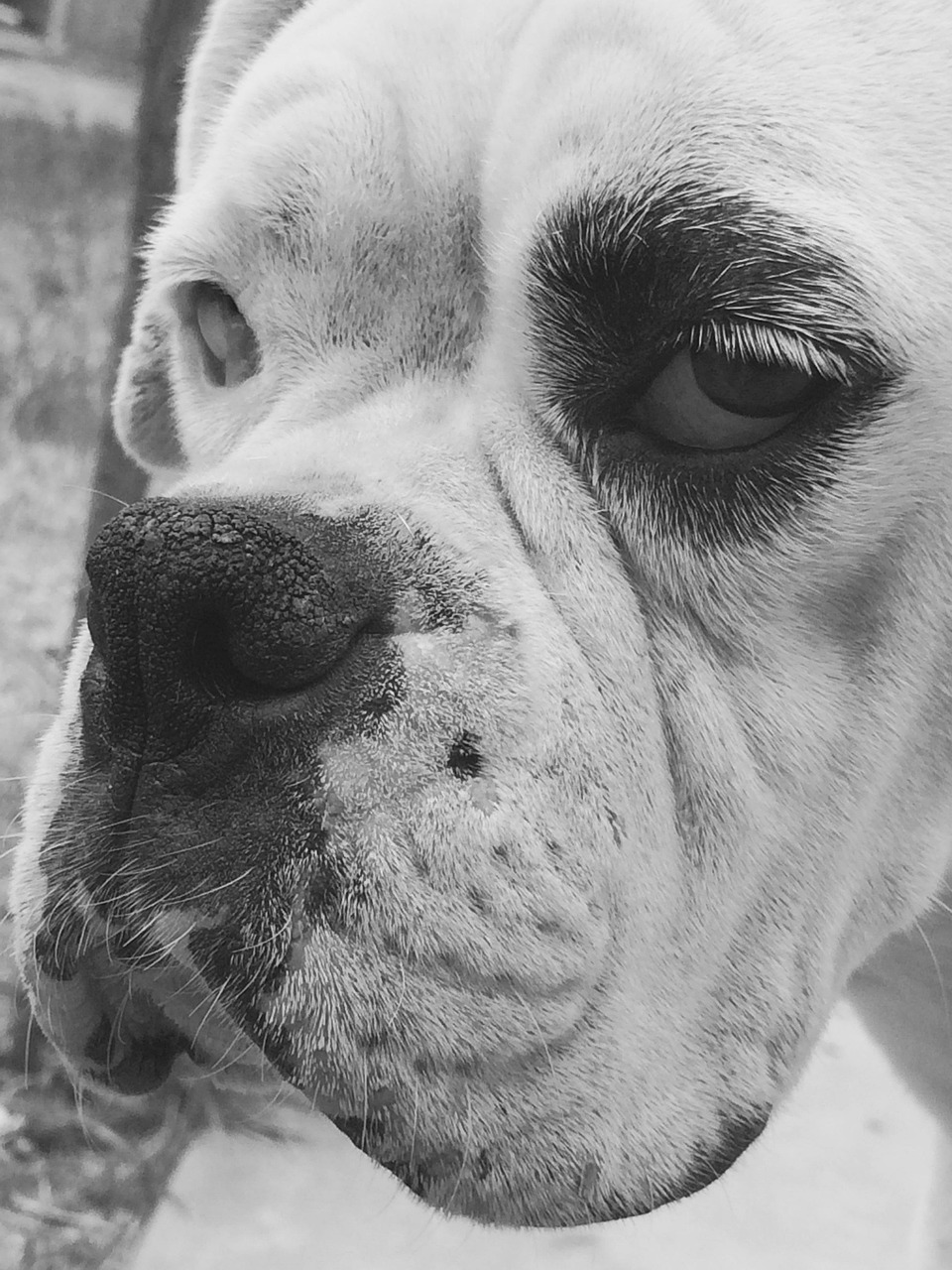 Perro Boxer Animal - Foto gratis en Pixabay - Pixabay