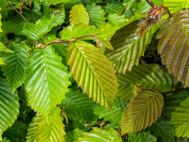 Sale De Rama Verde - Foto gratis en Pixabay - Pixabay