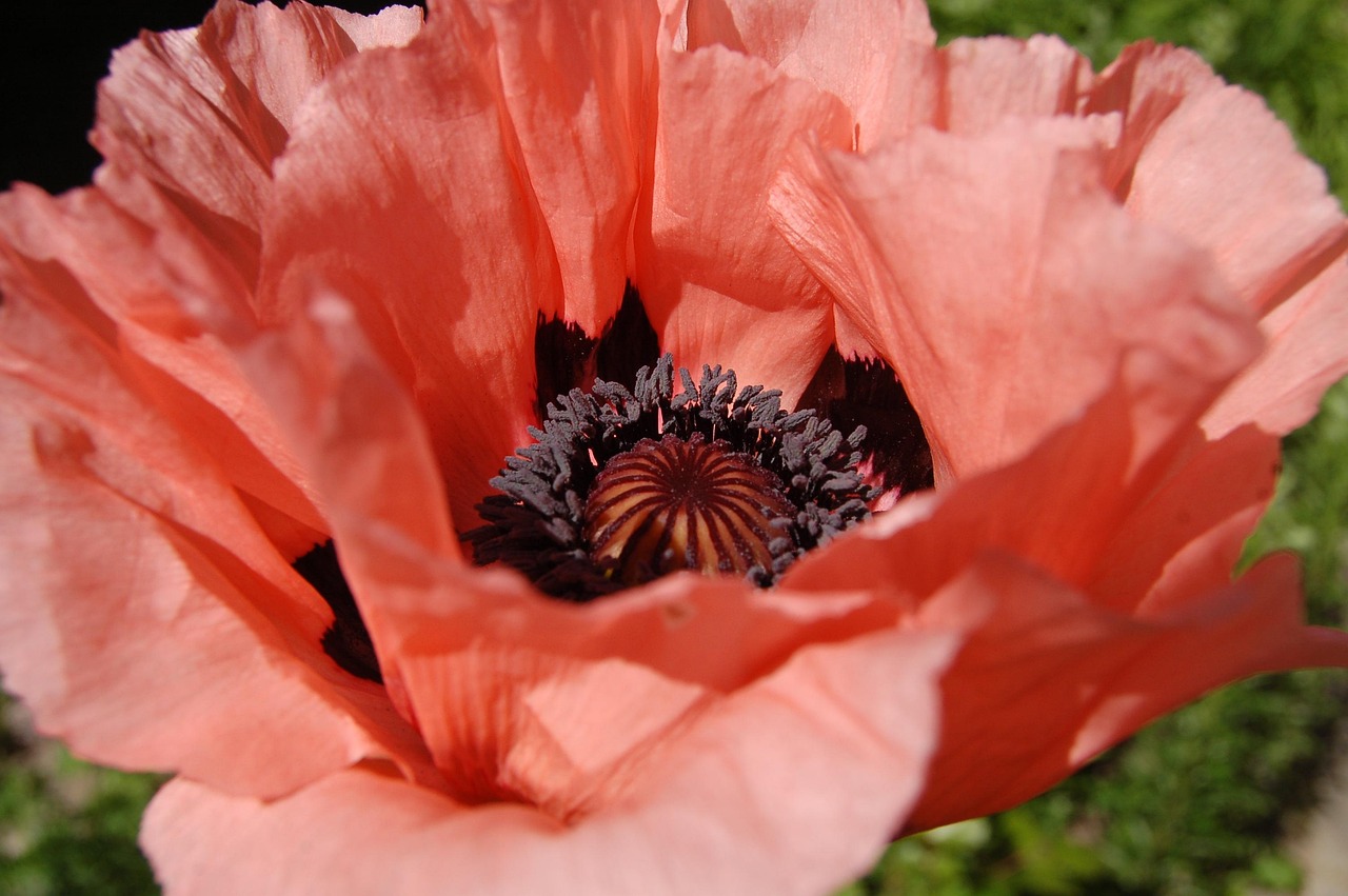 Pfingstrose Rot Blume Rote - Kostenloses Foto auf Pixabay - Pixabay