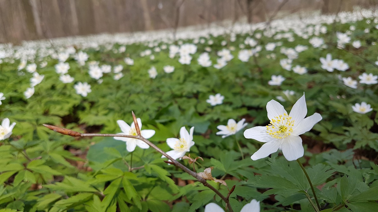 Wood Anemones Forest Spring - Free photo on Pixabay - Pixabay