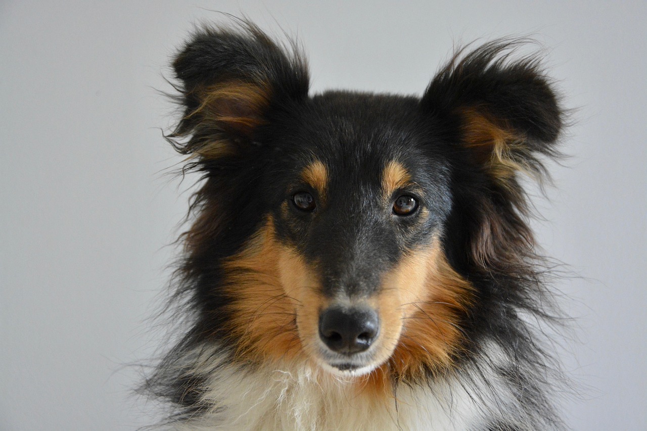 Shetland Sheepdog Portrait - Free photo on Pixabay
