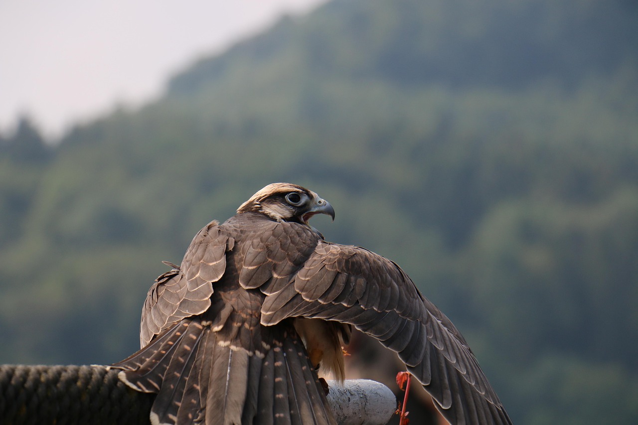 Faucon Oiseau Rapace - Photo gratuite sur Pixabay - Pixabay