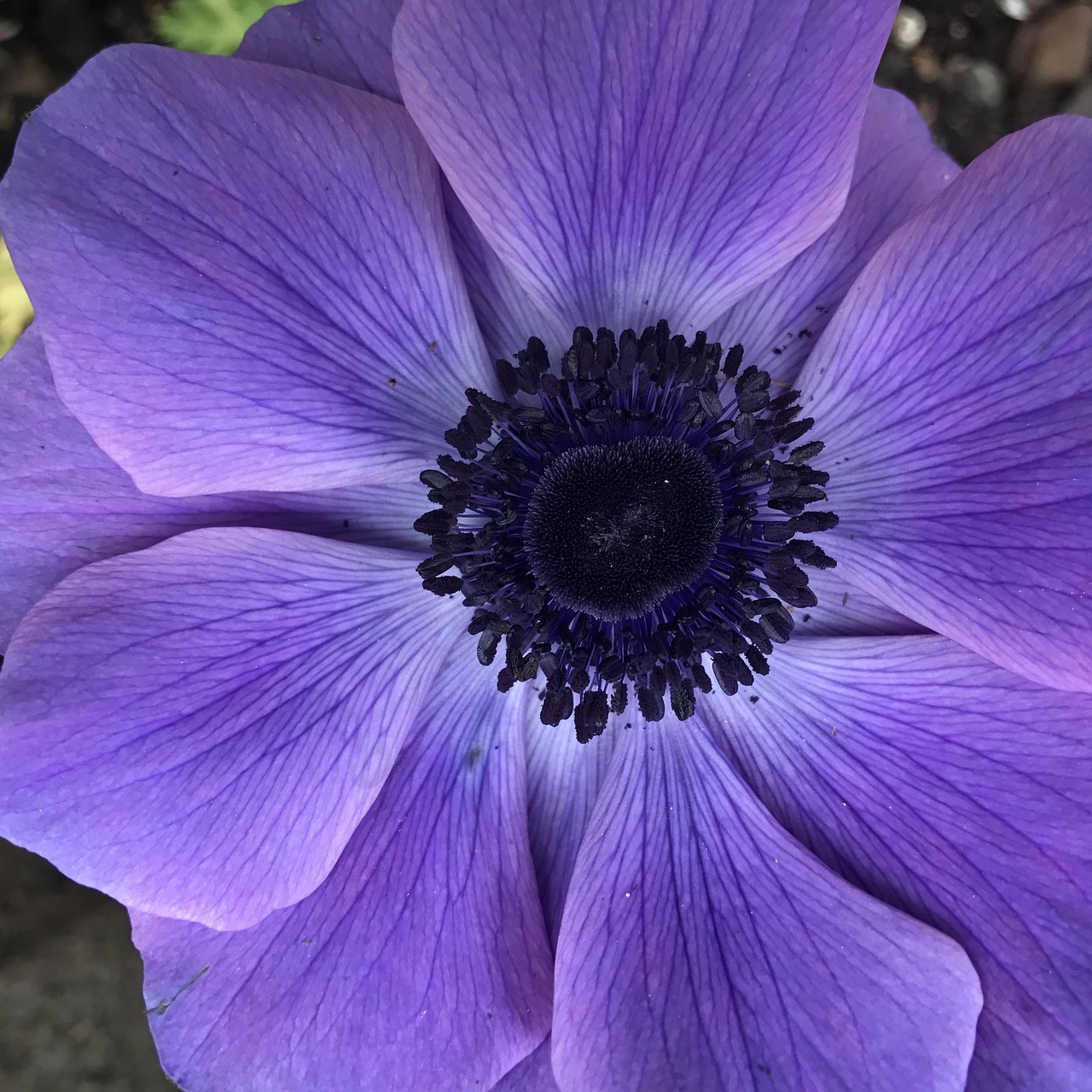 Anémona Flor Púrpura - Foto gratis en Pixabay - Pixabay
