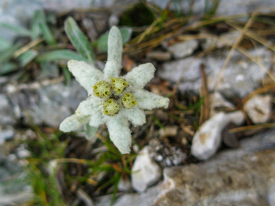 Edelweiss Alps Mountains Mountain - Free photo on Pixabay