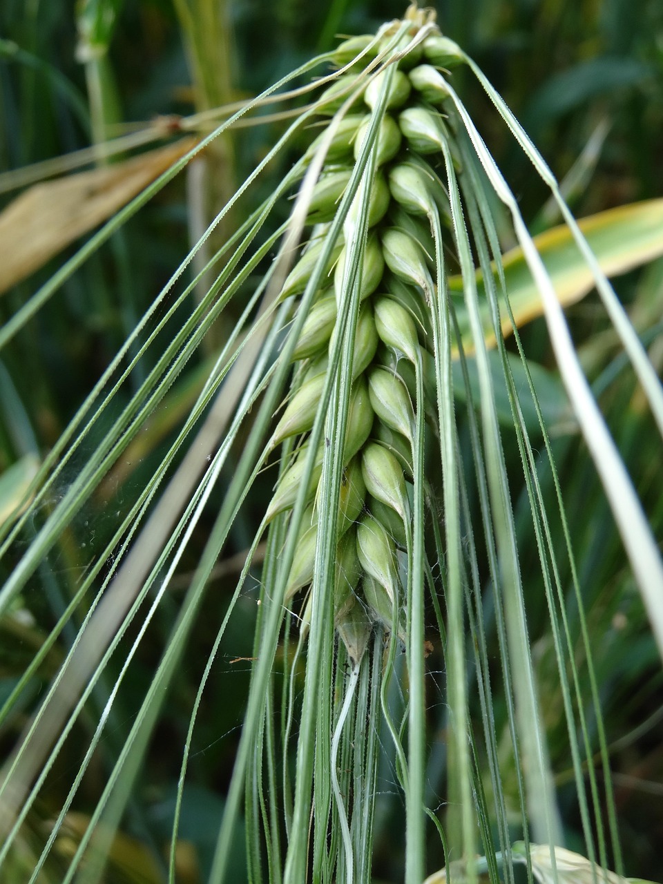 Grain Plant Close Up - Free photo on Pixabay - Pixabay